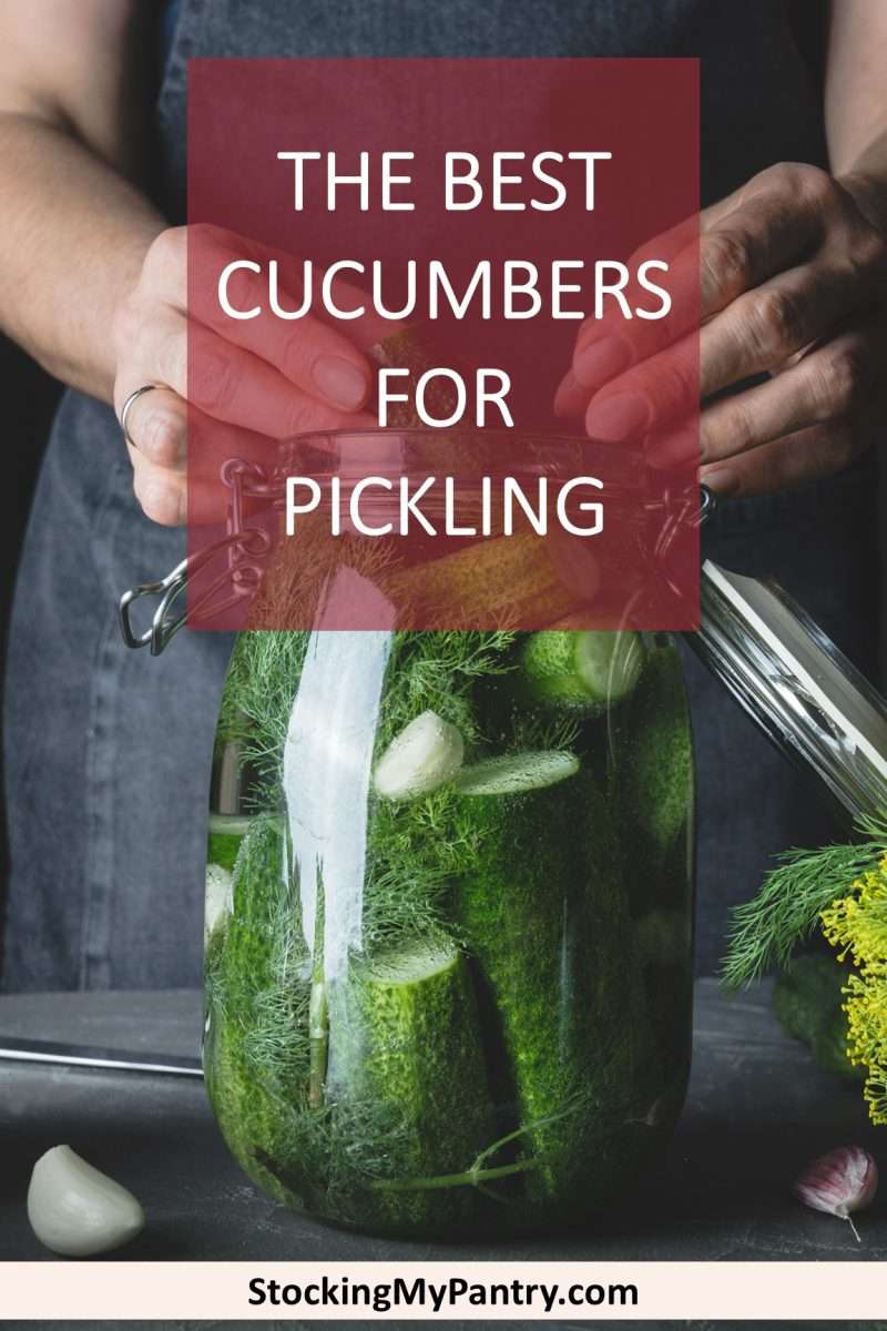 What are the Best Cucumbers for Pickling? - Stocking My Pantry